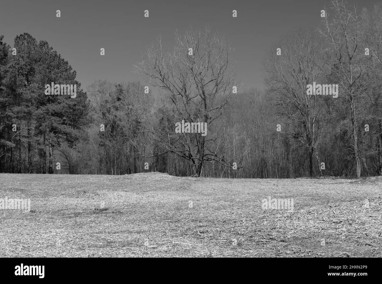 An old Oak in an empty field Stock Photo - Alamy