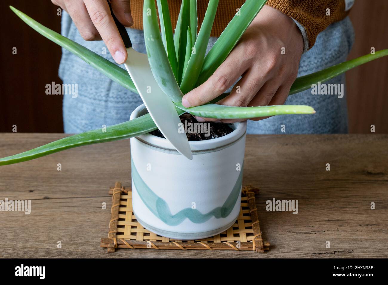Aloe vera plant being cut with a knife Stock Photo - Alamy