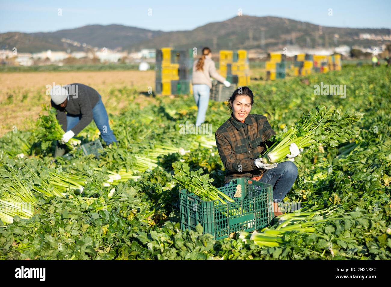 Smiling Asian woman vegetable grower picking crop of celery on farm ...