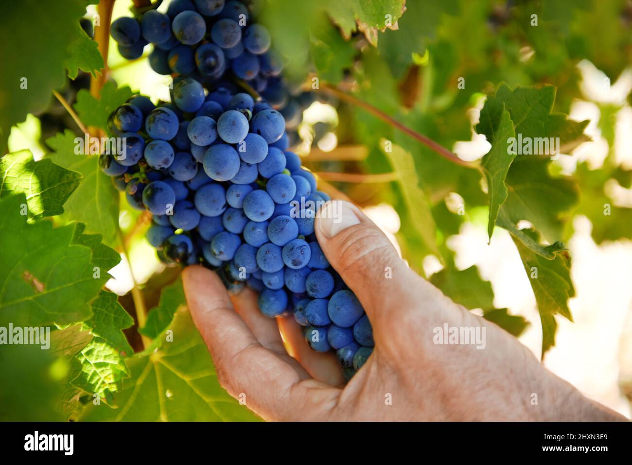 Grapes farming sun hi-res stock photography and images - Alamy