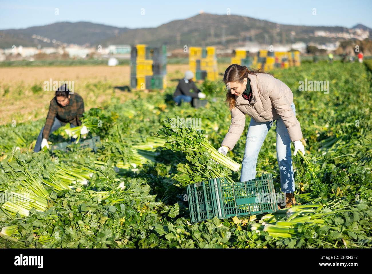 Female farmer with ripe celery in hands during harvest Stock Photo - Alamy