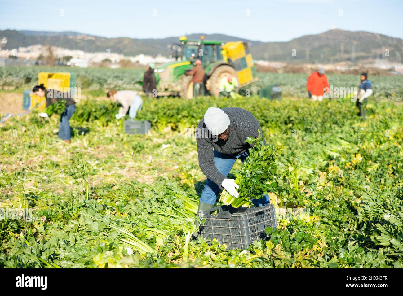 African American farmer gathering crop of celery on vegetable ...