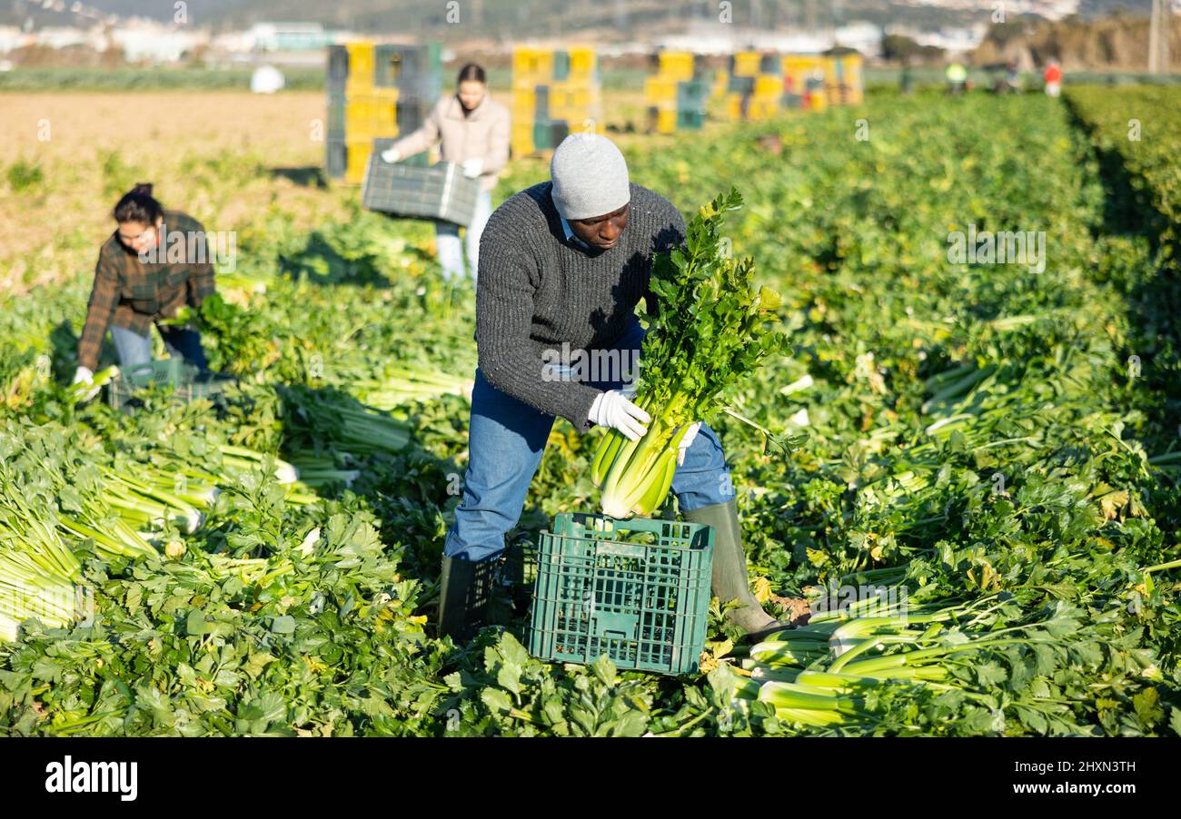 African american farm worker picking crop of celery on field in spring ...