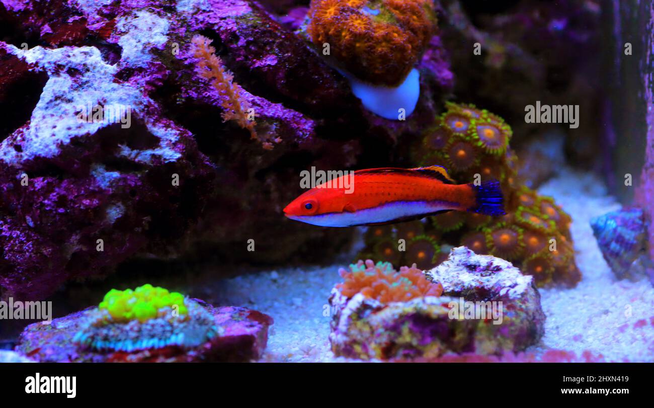 Ruby Longfin Fairy Wrasse - (Cirrhilabrus rubeus Stock Photo - Alamy
