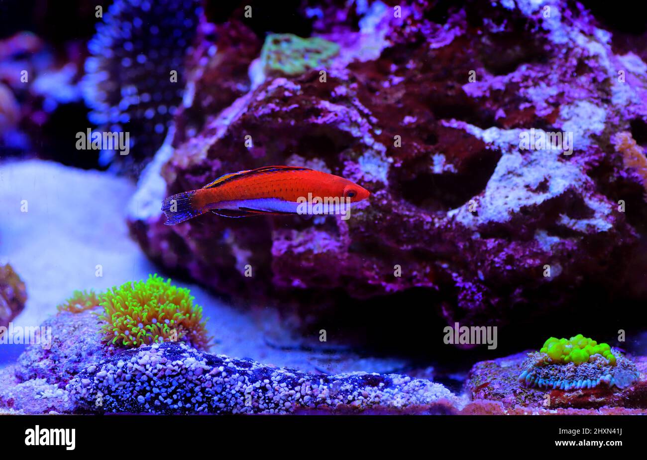 Ruby Longfin Fairy Wrasse - (Cirrhilabrus rubeus Stock Photo - Alamy