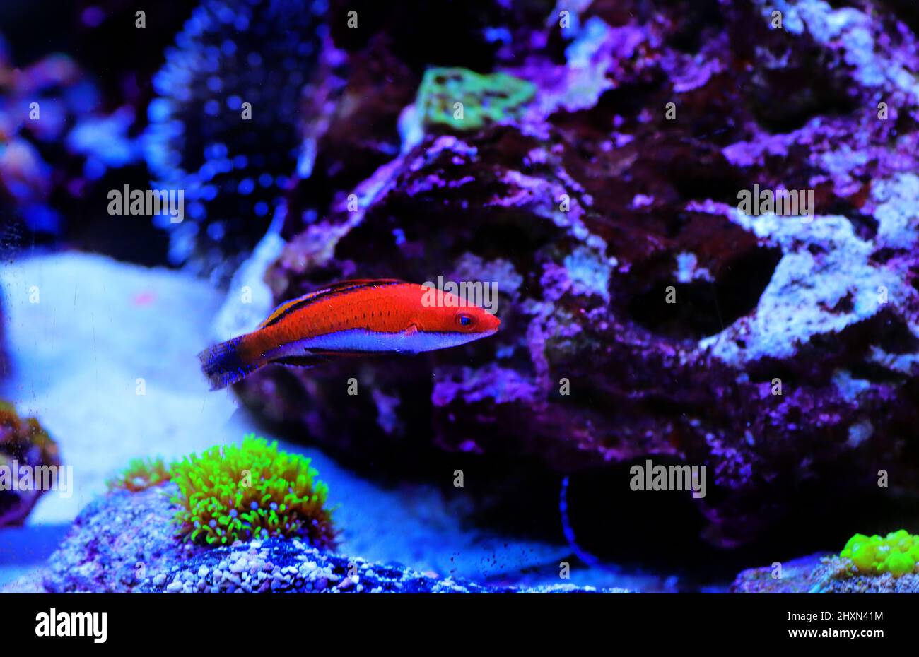 Ruby Longfin Fairy Wrasse - (Cirrhilabrus rubeus Stock Photo - Alamy