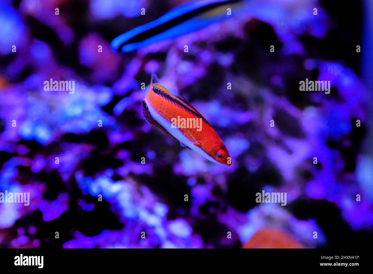 Ruby Longfin Fairy Wrasse - (Cirrhilabrus rubeus Stock Photo - Alamy