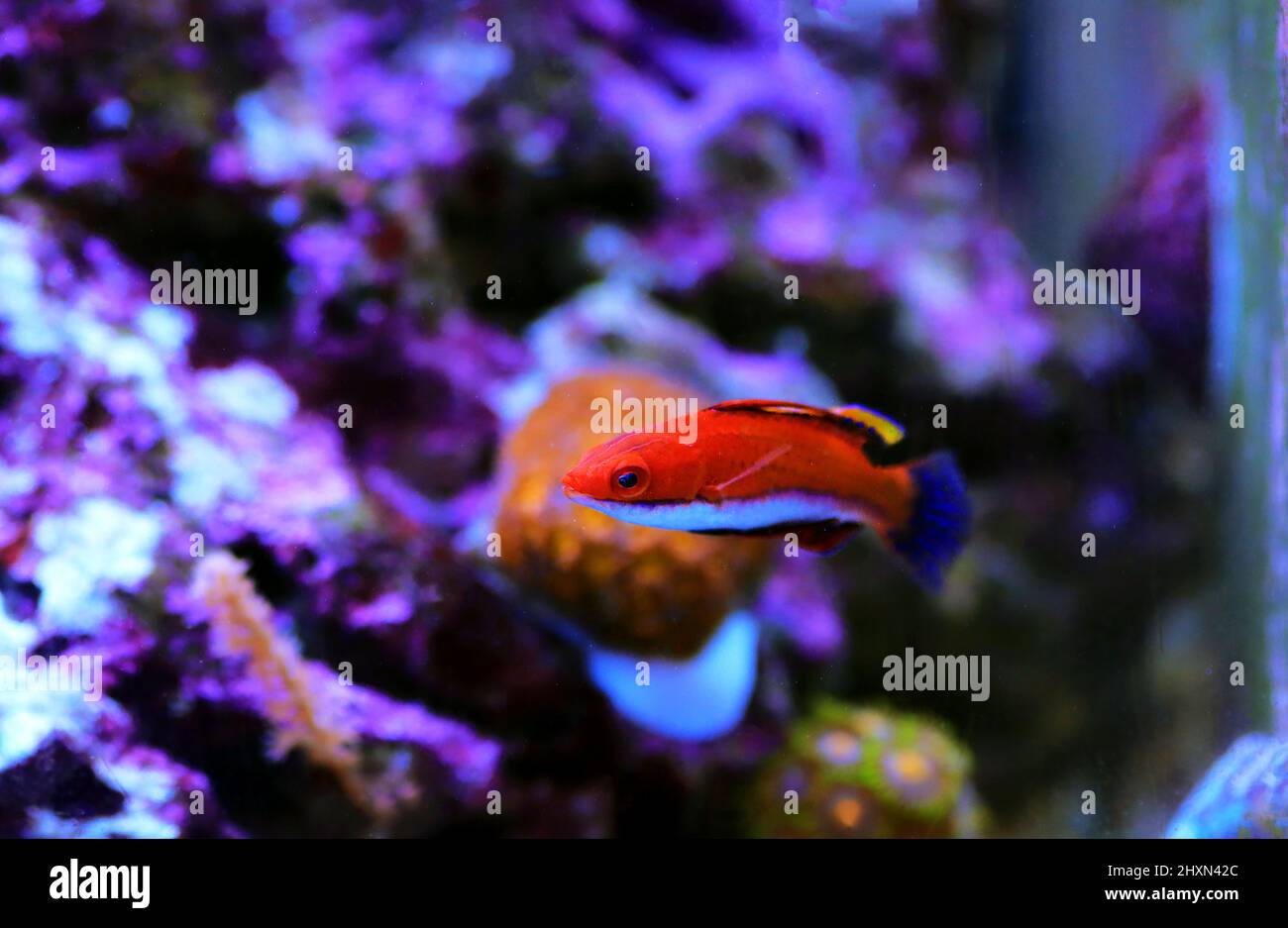 Ruby Longfin Fairy Wrasse - (Cirrhilabrus rubeus Stock Photo - Alamy