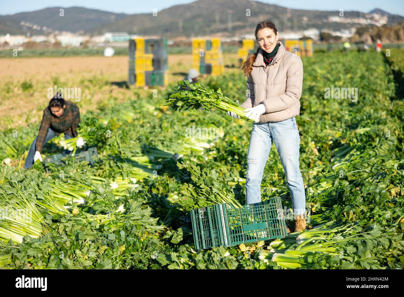Successful young female vegetable grower harvesting celery on farm ...