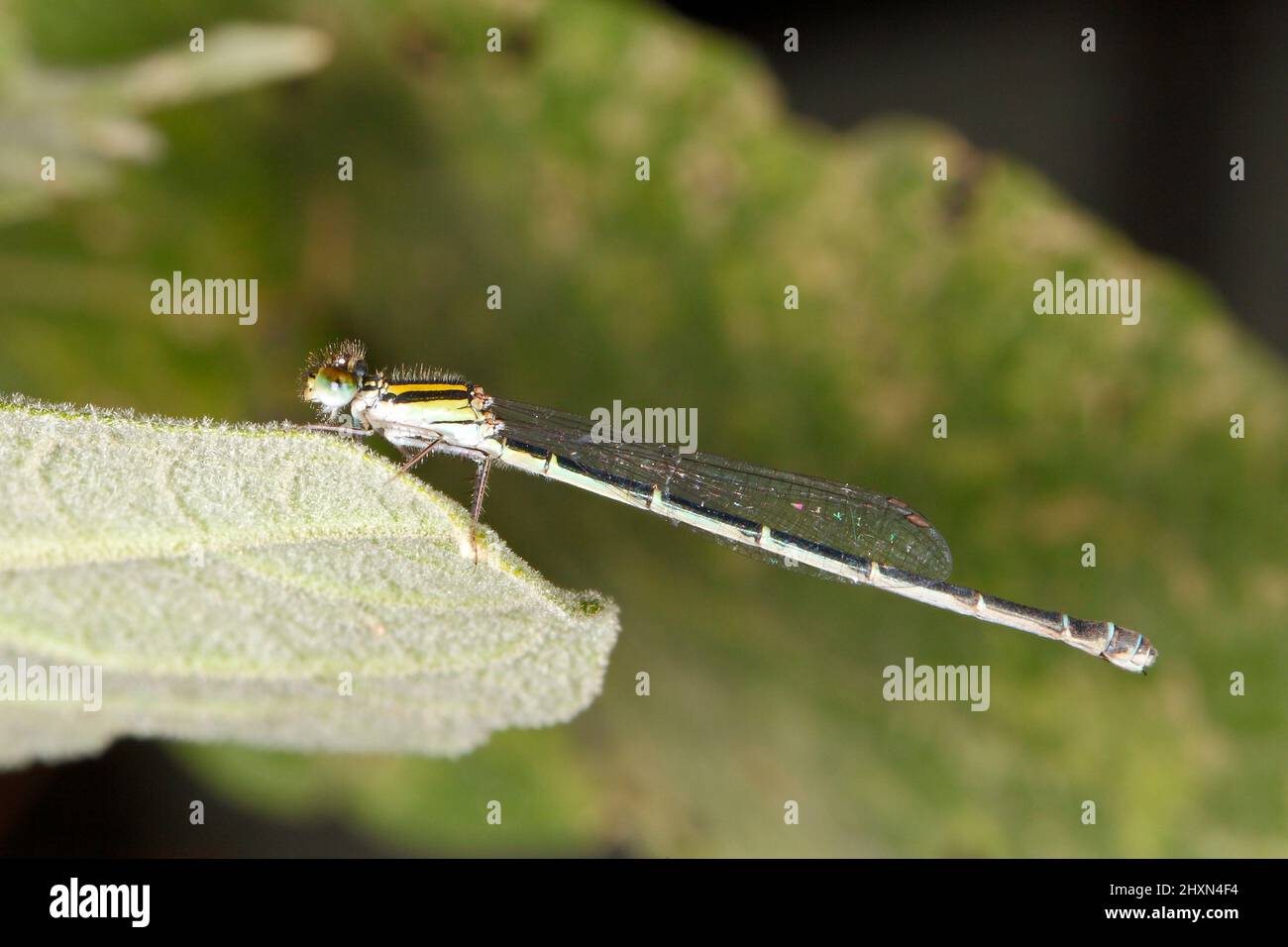 Damselfly, Eastern Billabongfly, Austroagrion watsoni. Also known as ...