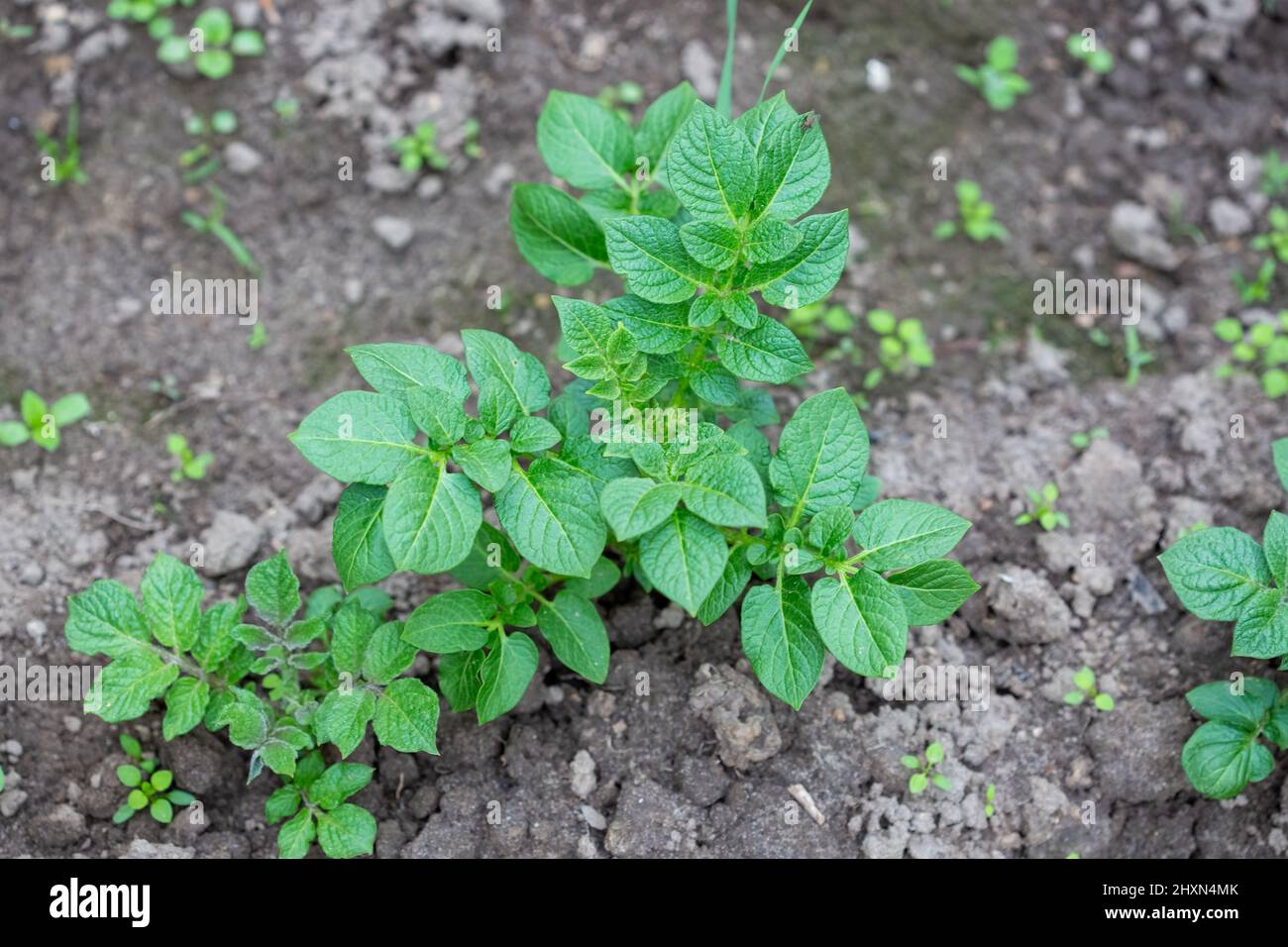 Small potato plant growing in the grooves, green leaves of potato plant ...