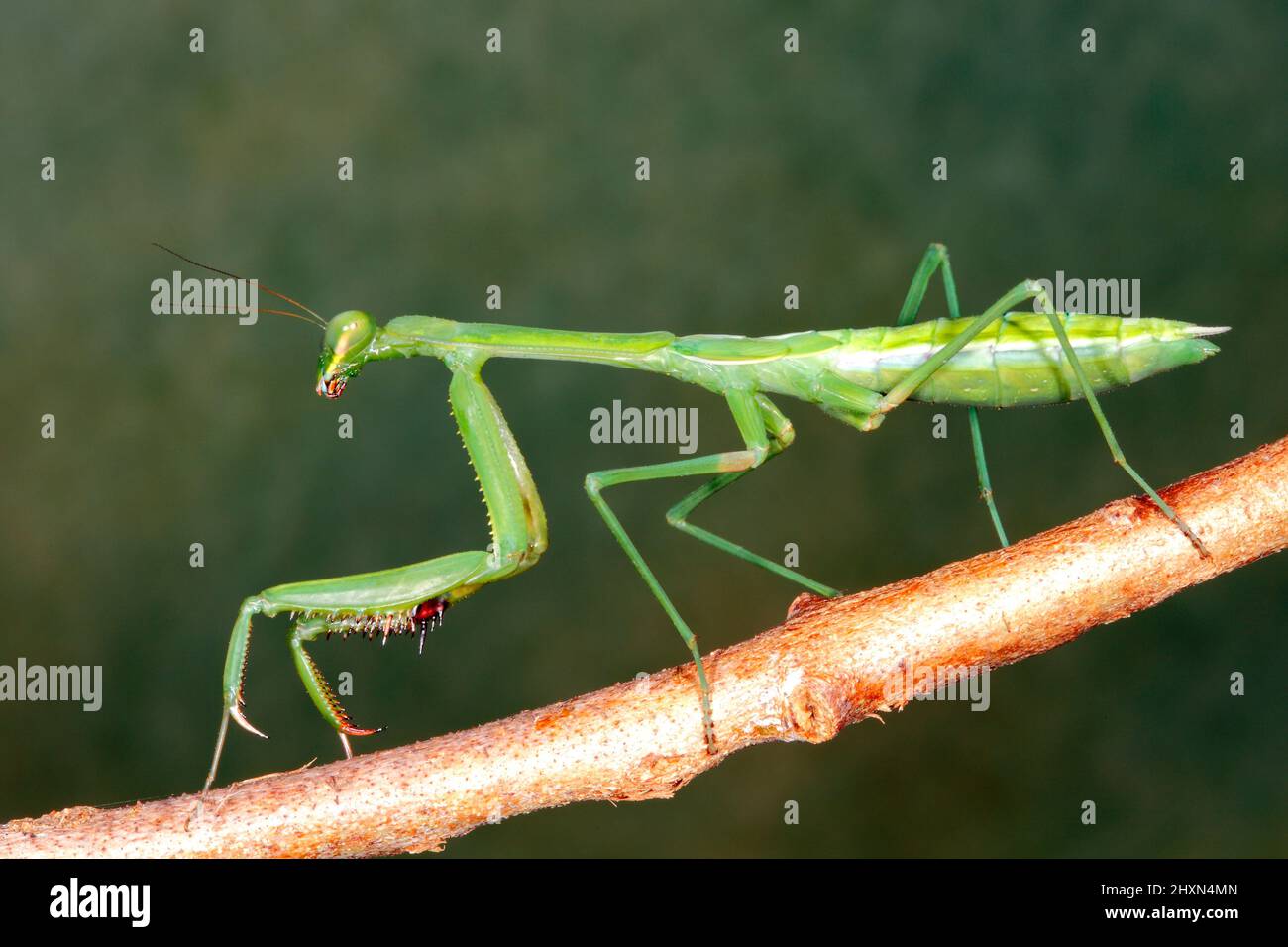 Green mantis insects hi-res stock photography and images - Alamy