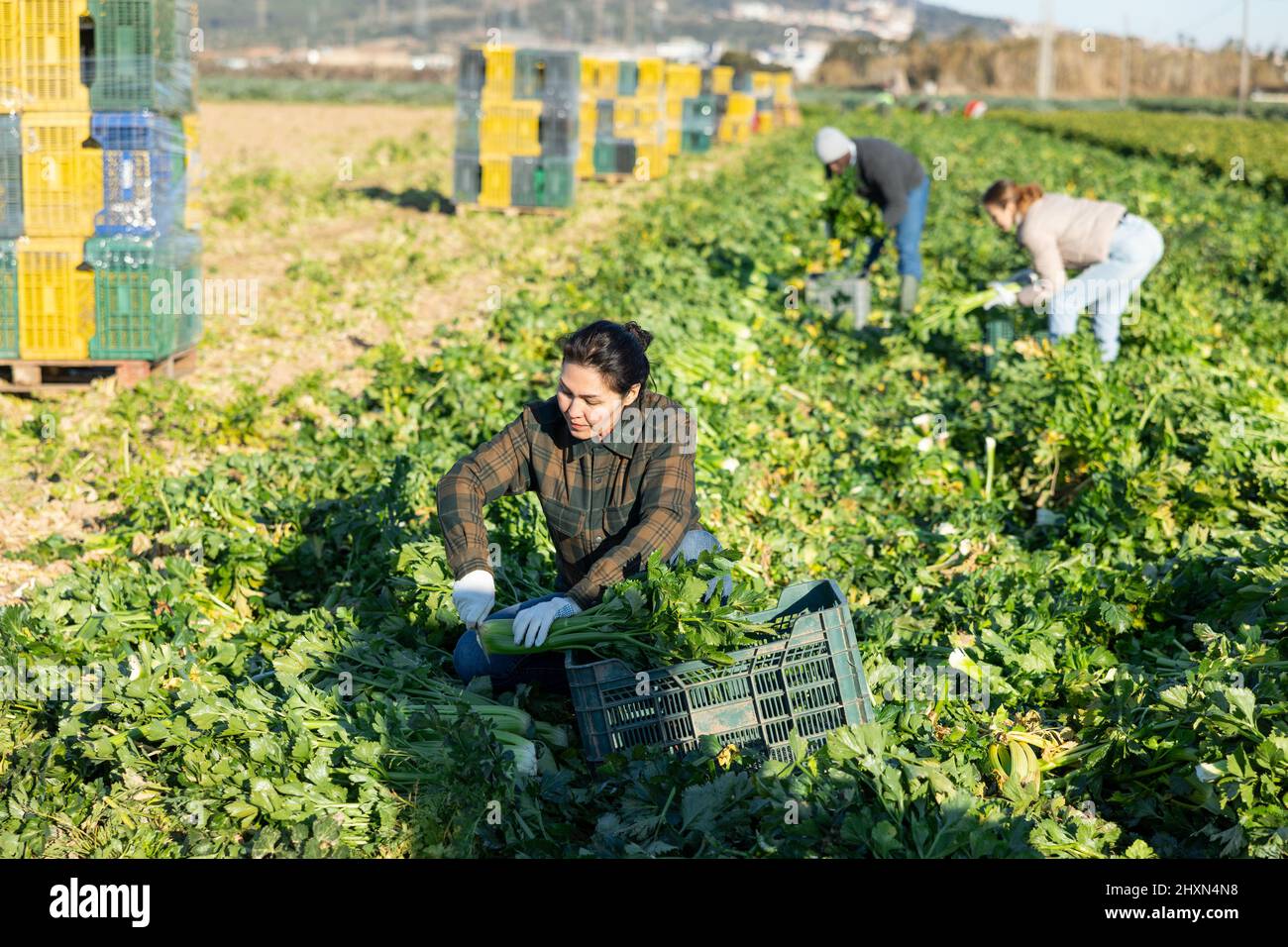 Asian woman farm worker harvesting celery on field in spring Stock Photo - Alamy