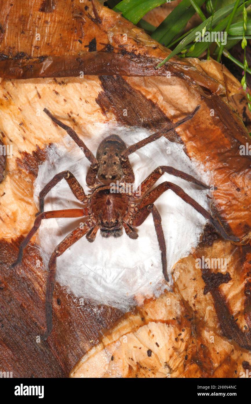 Brown Huntsman Spider, Heteropoda jugulans. Also known as the Brisbane ...