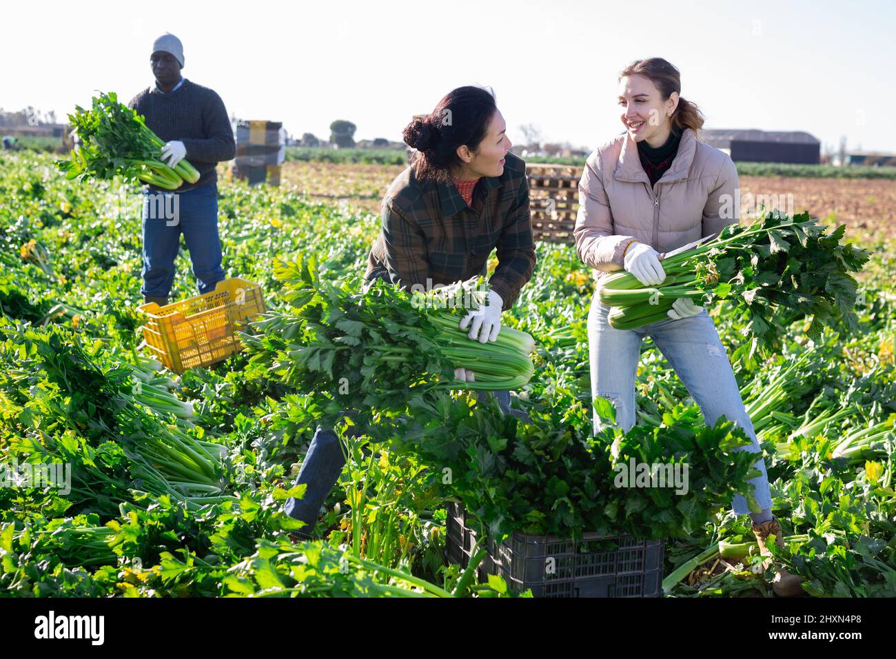 Cheerful friendly farm workers harvesting celery on farm field Stock ...