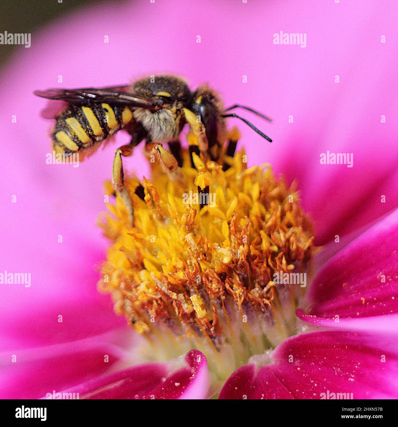 Anthidium hi-res stock photography and images - Alamy
