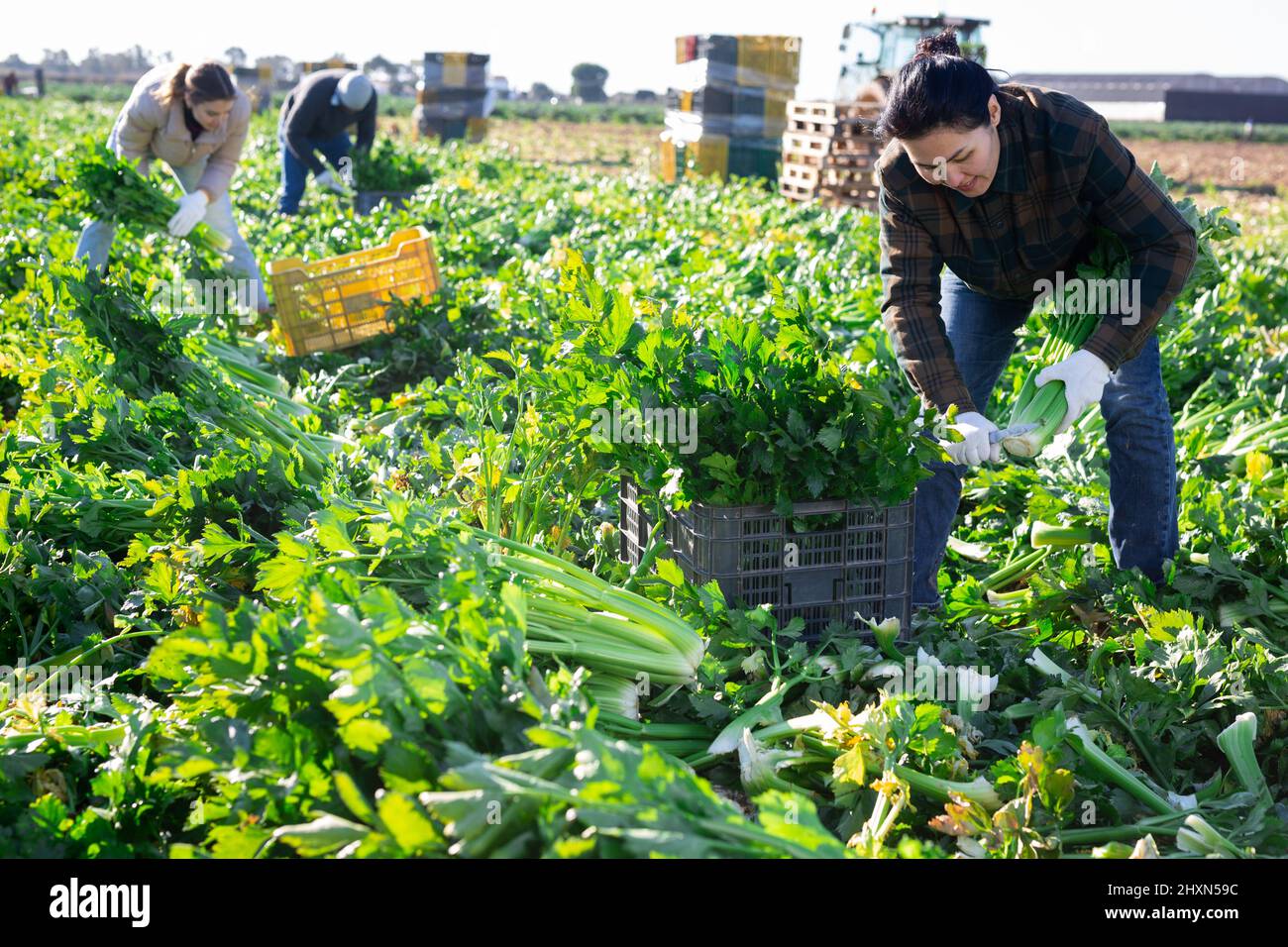 Asian woman with team of farm workers arranging crop of ripe celery in ...
