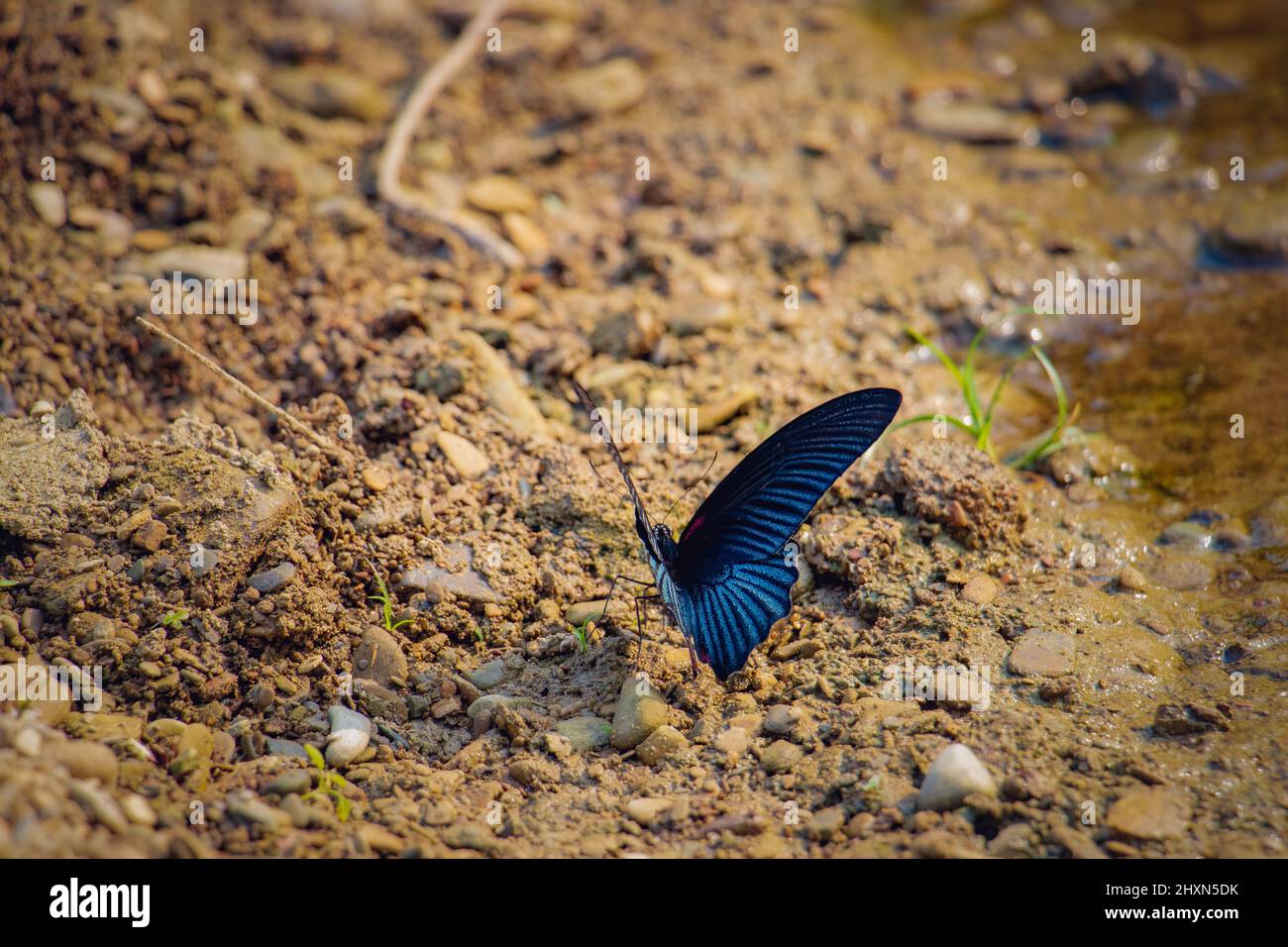 Great mormon swallowtail butterfly hi-res stock photography and images ...