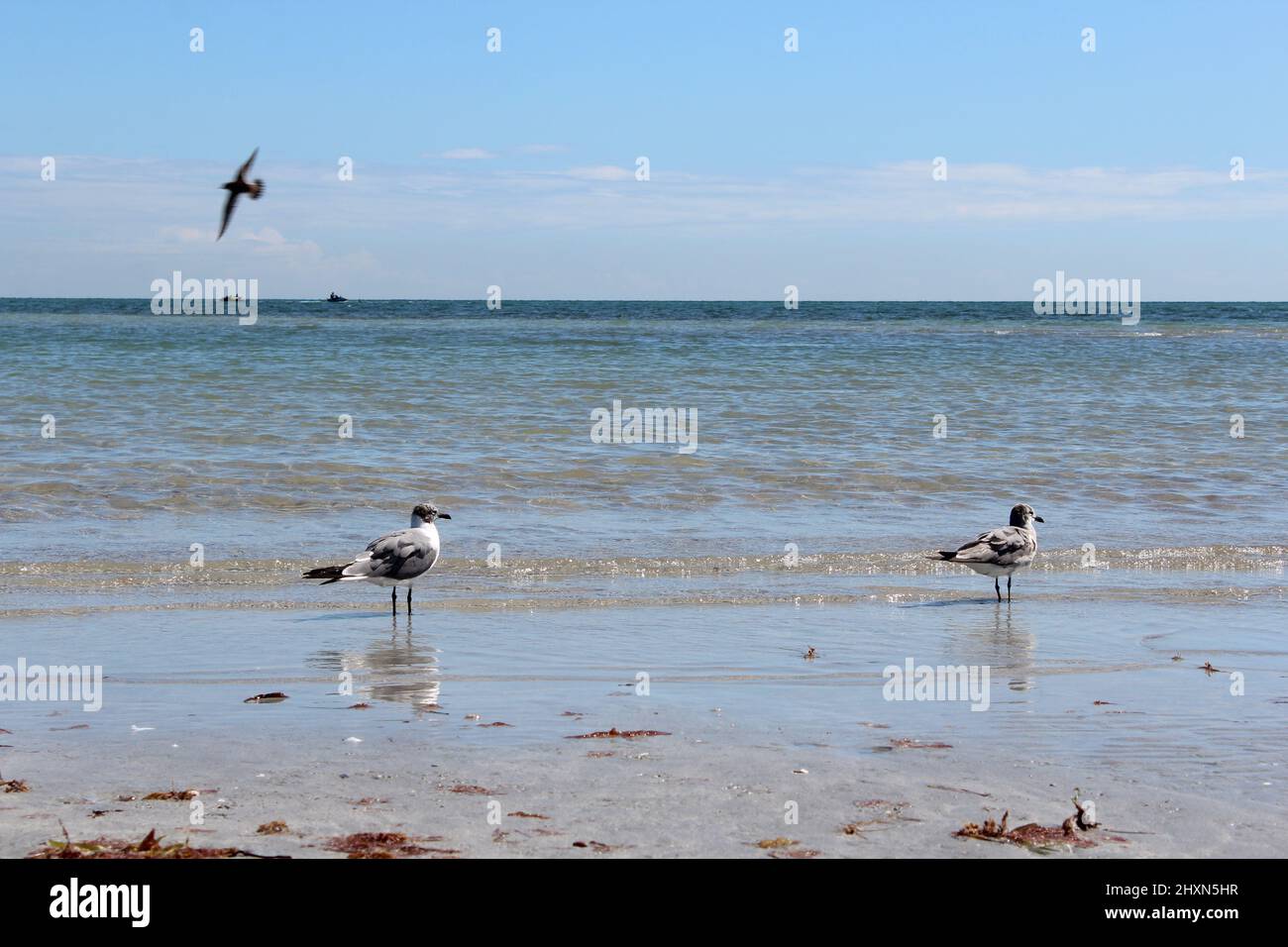 Flock seagulls fly fish in hi-res stock photography and images - Alamy