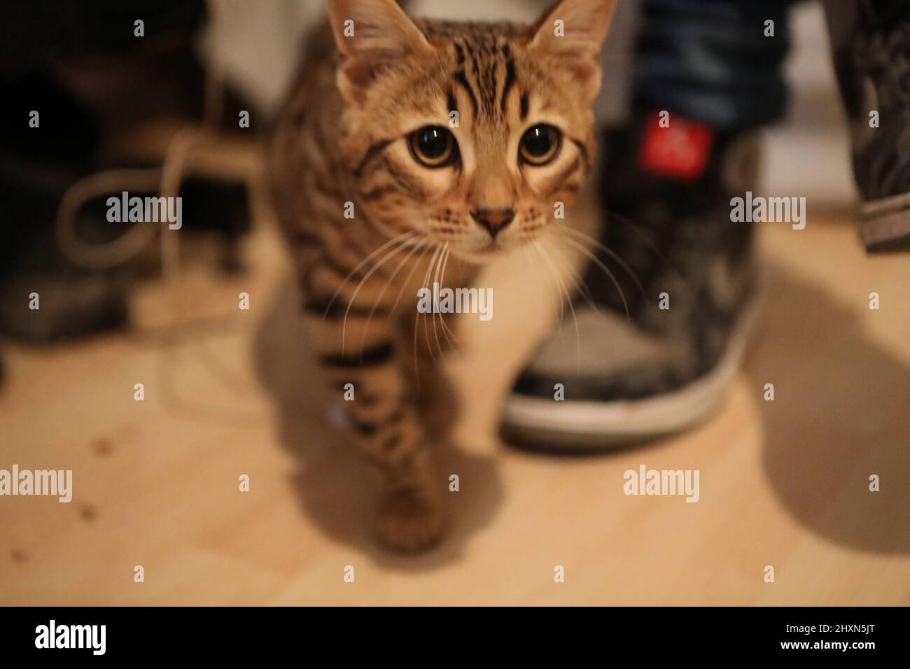 Little cute bengal kitten sleeping on a soft cat's shelf of a cat's ...