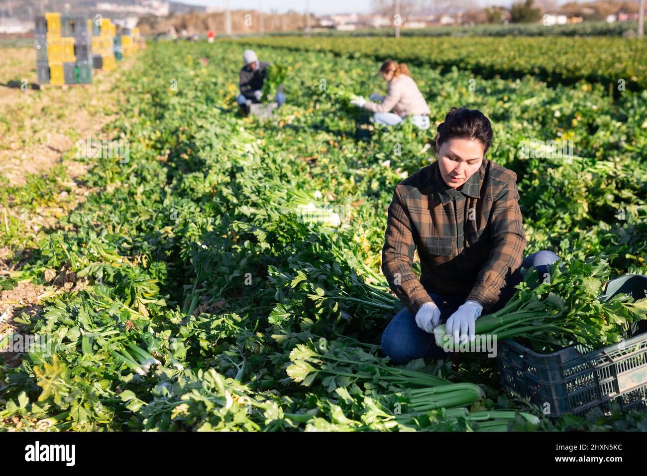 Chinese celery field hi-res stock photography and images - Alamy