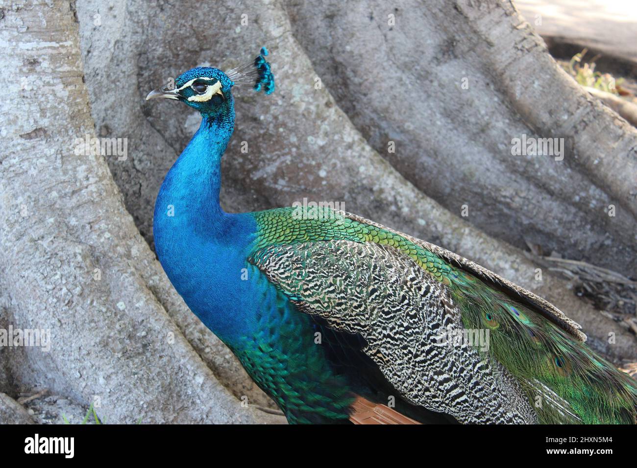 Peacock bird outside hi-res stock photography and images - Alamy