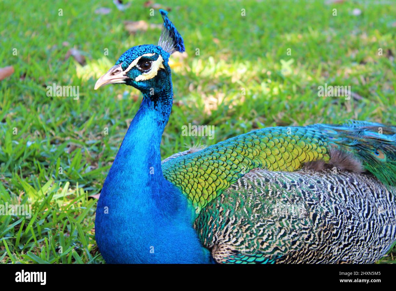 Blue peacock outside during the day at the park Stock Photo - Alamy