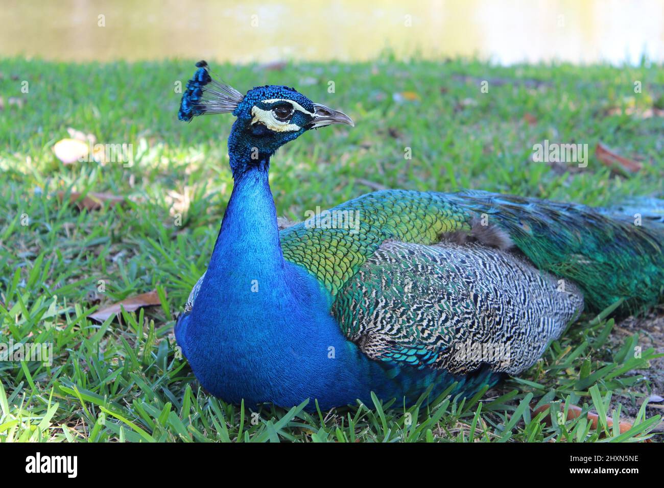 Pea fowl plumage hi-res stock photography and images - Alamy