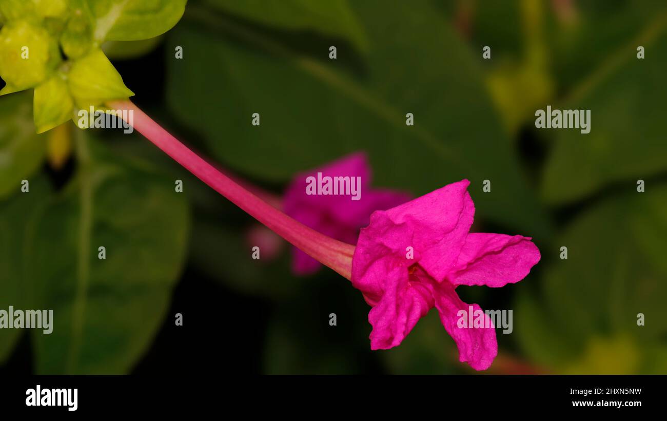 Beautiful Miracle flower plant - Mirabilis Jalapa flowers Stock Photo ...