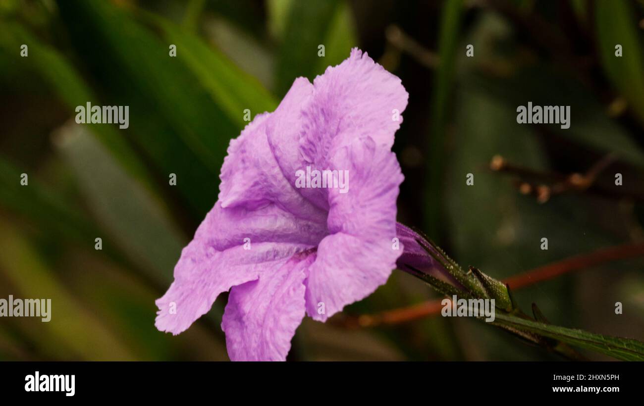 Beautiful Petunia flower shaped like a trumpet Stock Photo - Alamy