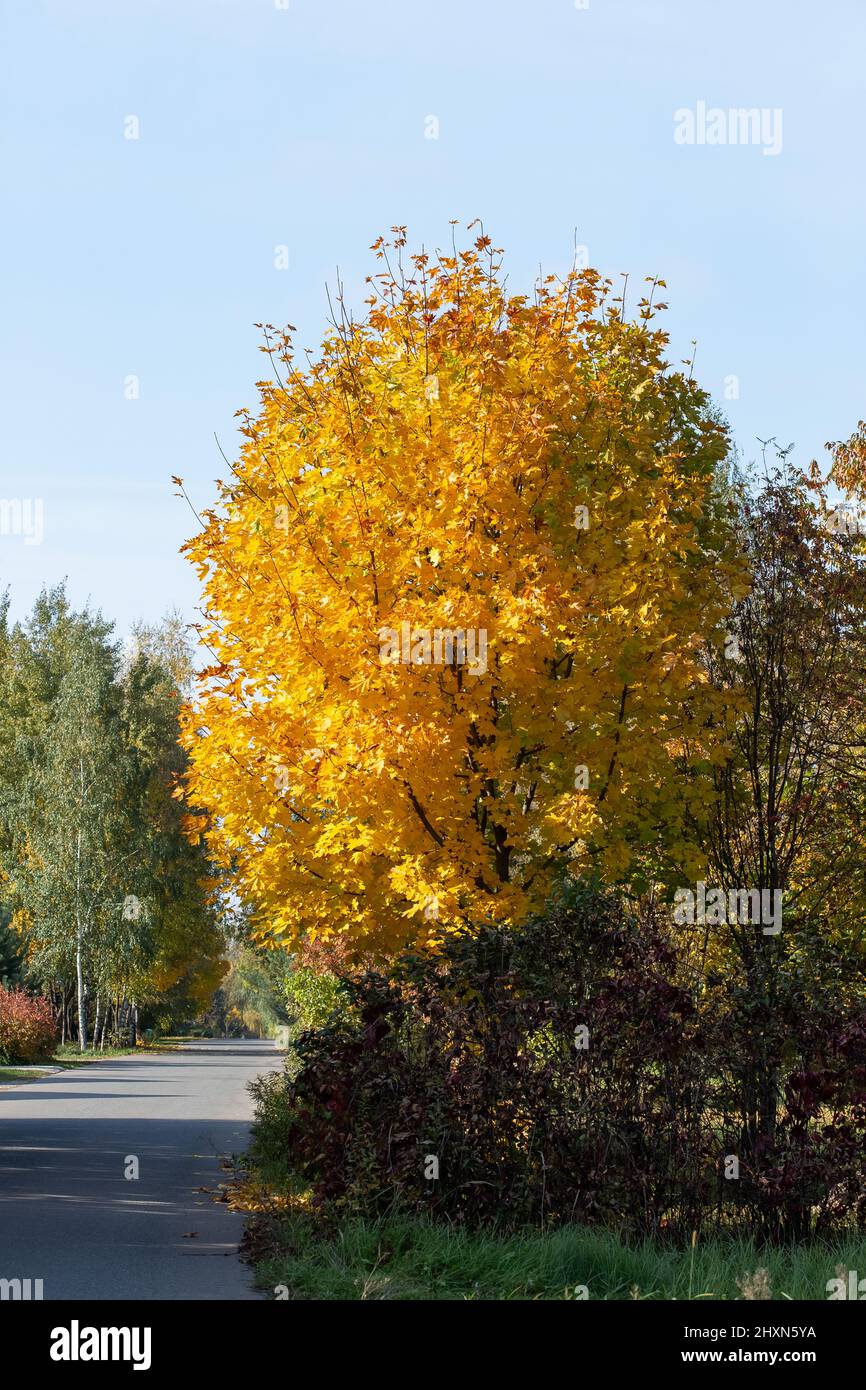 Autumn background with maple trees and blue sky Stock Photo - Alamy