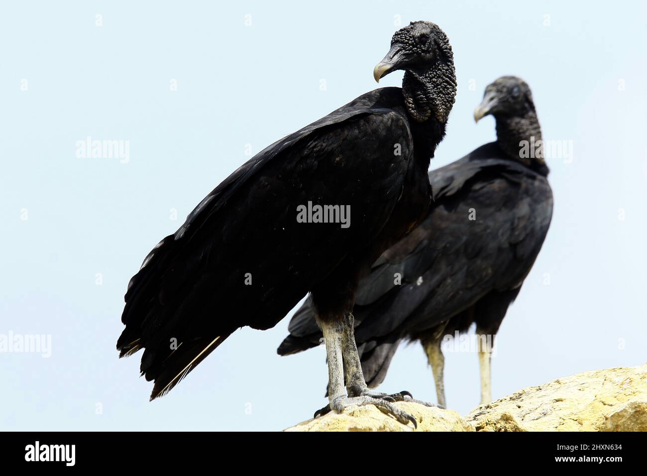 Tucacas, Falcon, Venezuela. 13th Mar, 2022. March 13, 2022 A zamuro ...