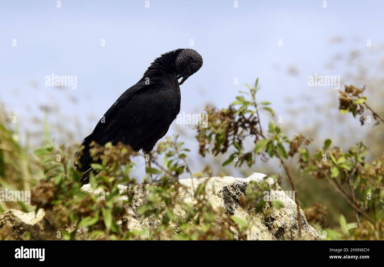 Tucacas, Falcon, Venezuela. 13th Mar, 2022. March 13, 2022 A zamuro ...