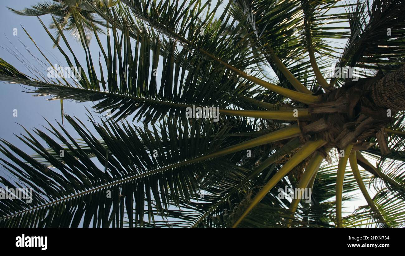 Wonderful high palm trees with large lush leaves waved by soft wind on ...