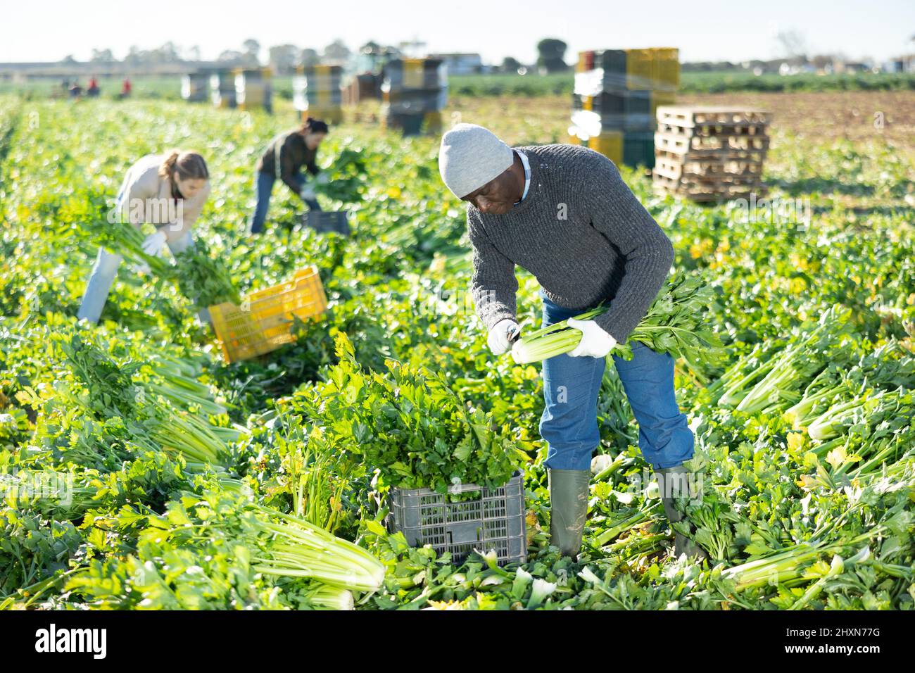 Plantation worker picking ripe green celery Stock Photo - Alamy