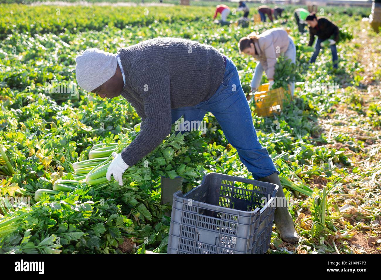Celery plantation hi-res stock photography and images - Alamy