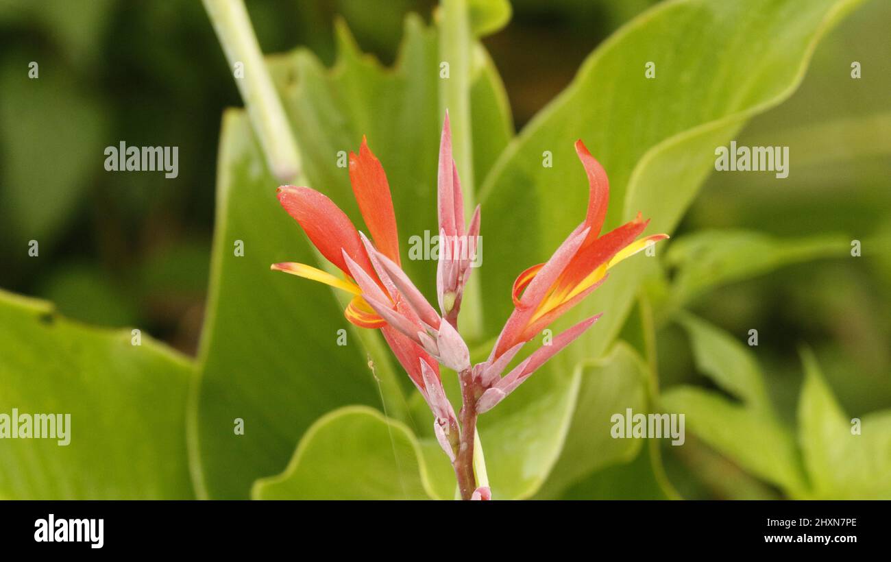 Orange red canna lily hi-res stock photography and images - Alamy