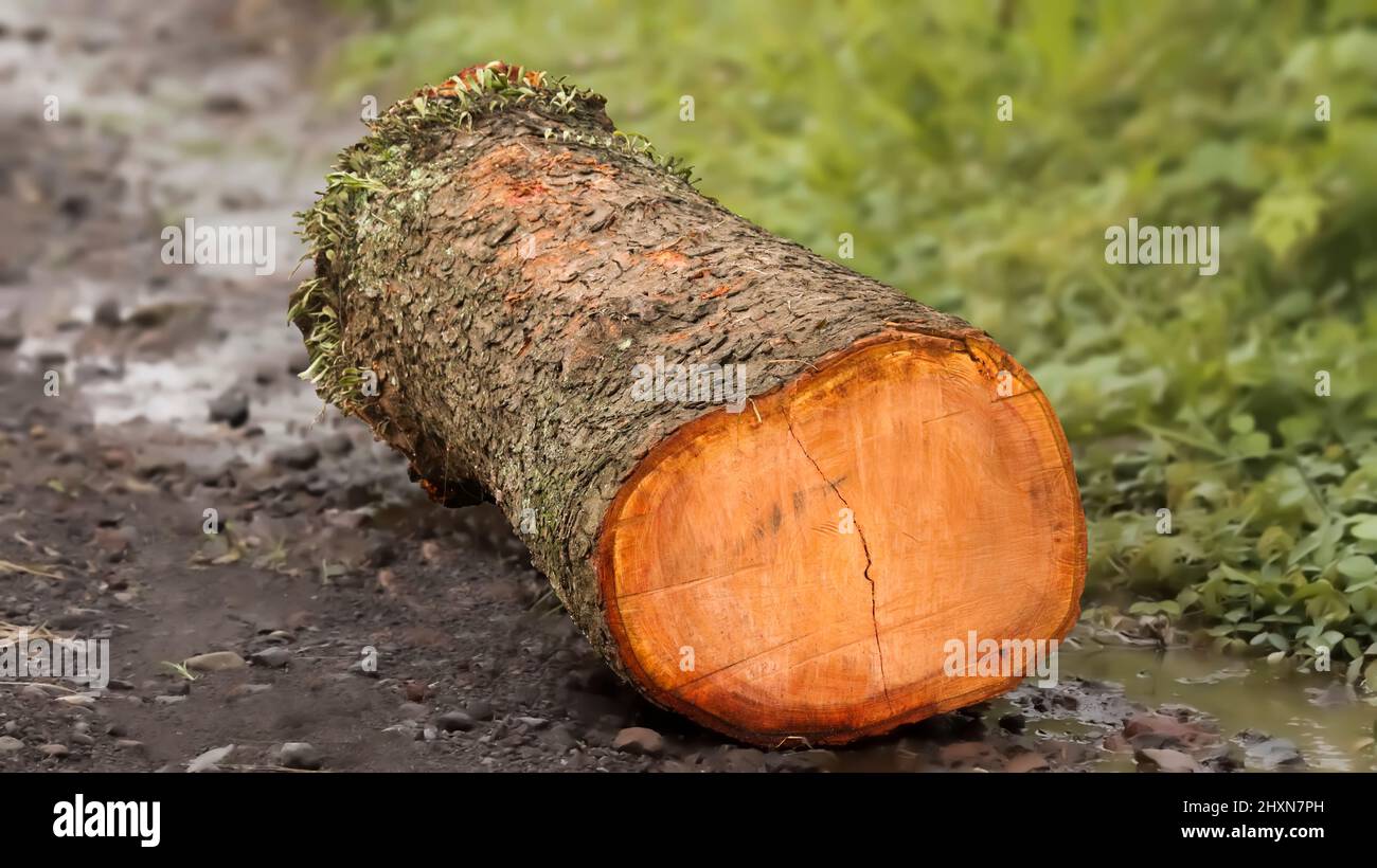 A log of freshly sawed wood in a forest environment stored by the ...