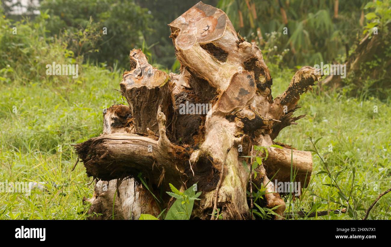 Close-up of freshly sawed wood roots lying on the grass. Usually, the ...