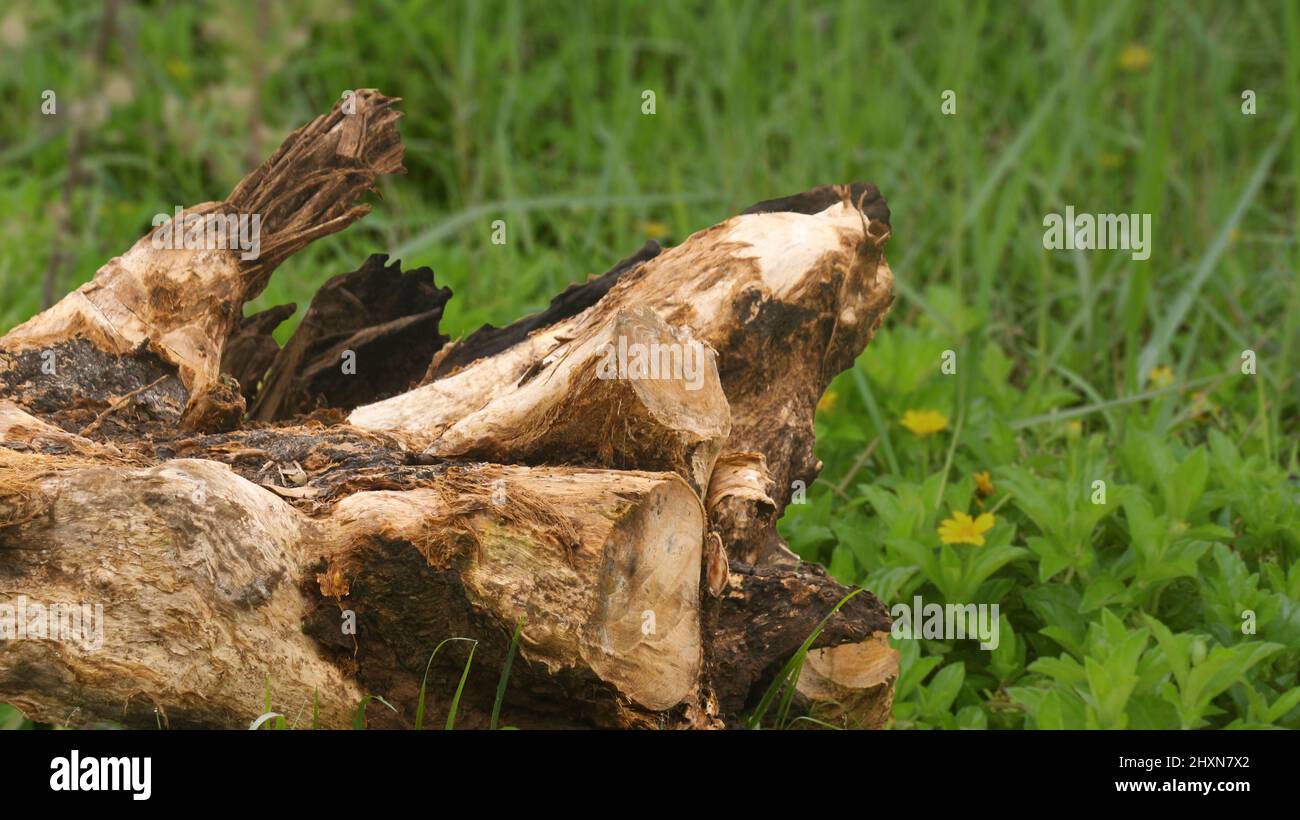 Close-up of freshly sawed wood roots lying on the grass. Usually, the ...
