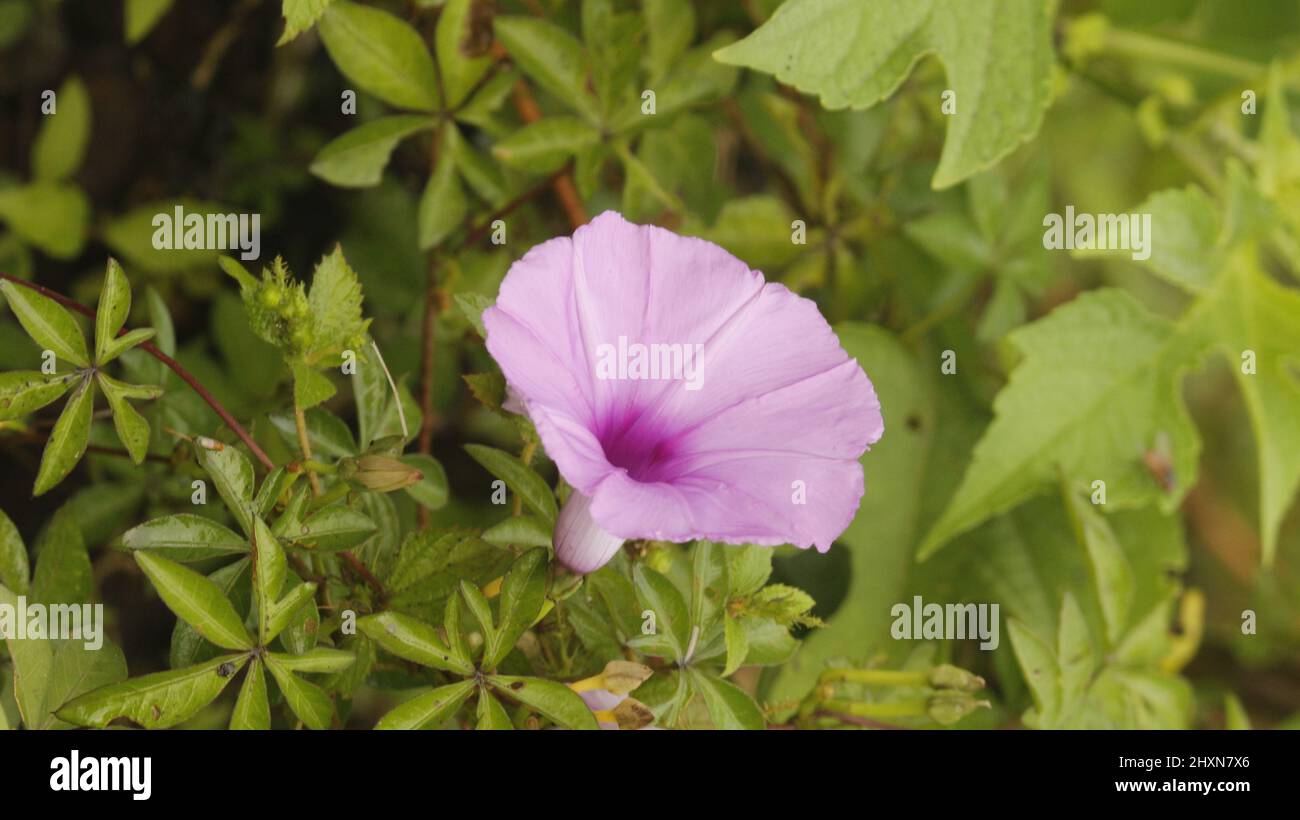 Beautiful Petunia flower shaped like a trumpet Stock Photo - Alamy