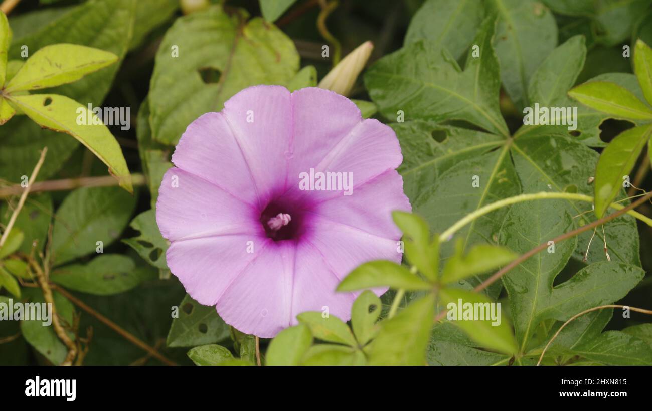 Beautiful Petunia flower shaped like a trumpet Stock Photo - Alamy