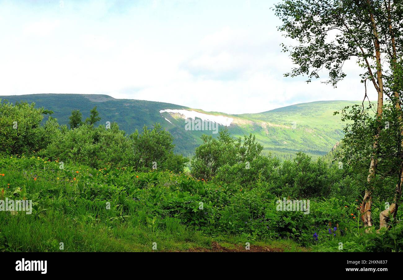 Look through the bushes hi-res stock photography and images - Alamy