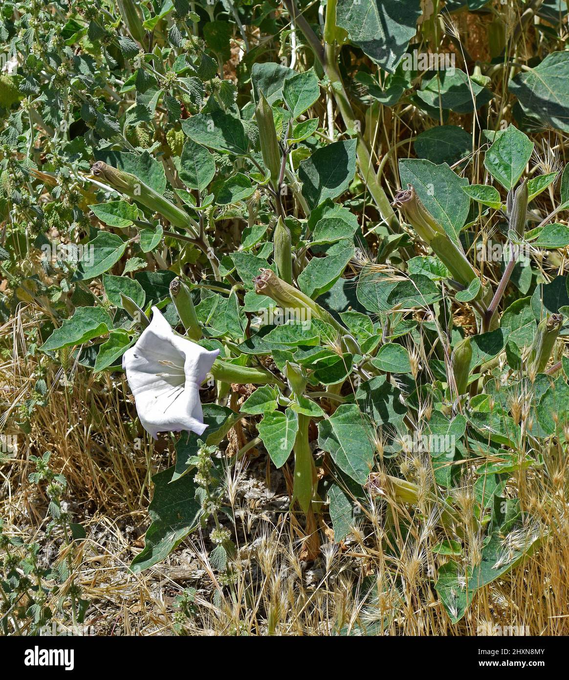 sacred datura, Datura wrightii, bloom in California Stock Photo - Alamy