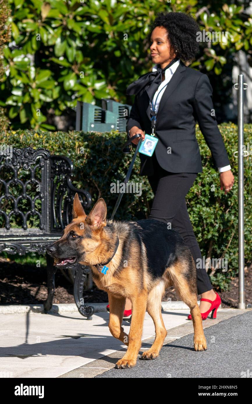 Biden dog commander hi-res stock photography and images - Alamy