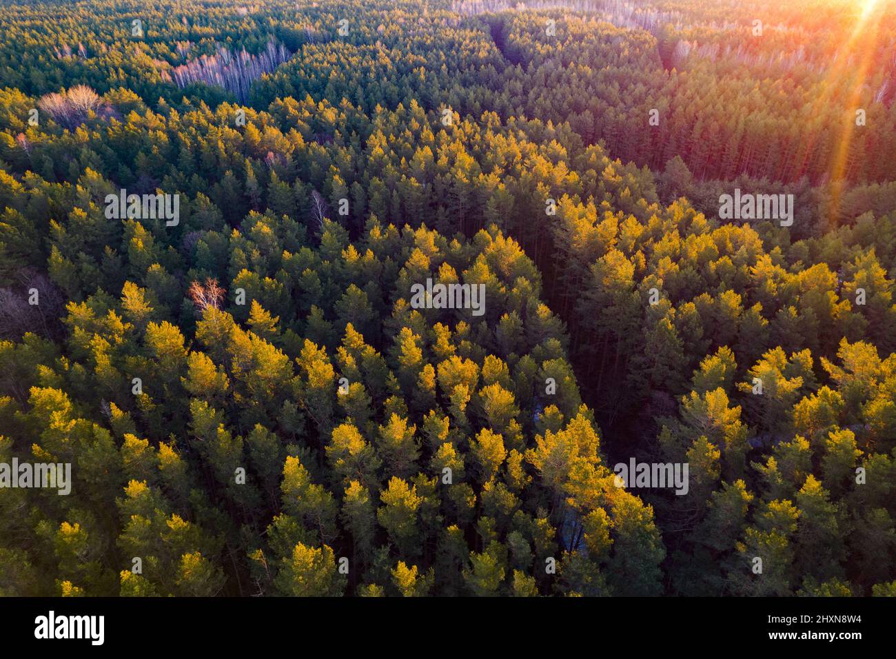 Drone aerial shot of green pine forests and spring birch groves with ...