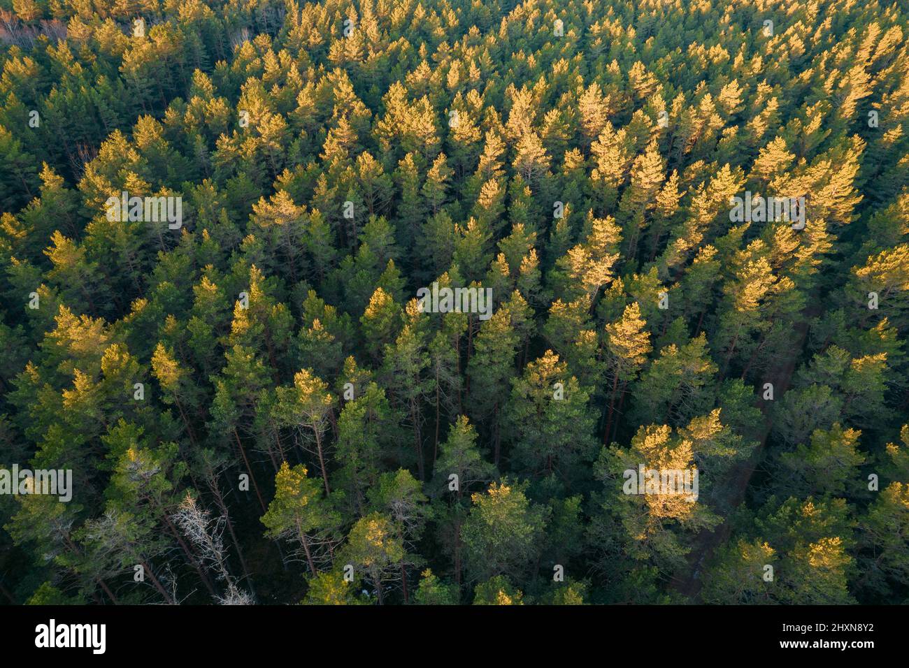 Drone aerial shot of green pine forests and spring birch groves with ...