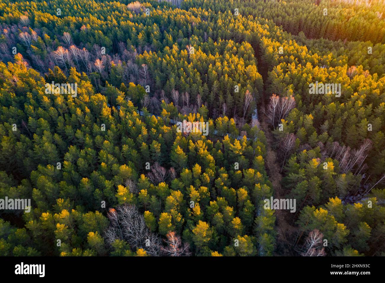 Drone aerial shot of green pine forests and spring birch groves with ...