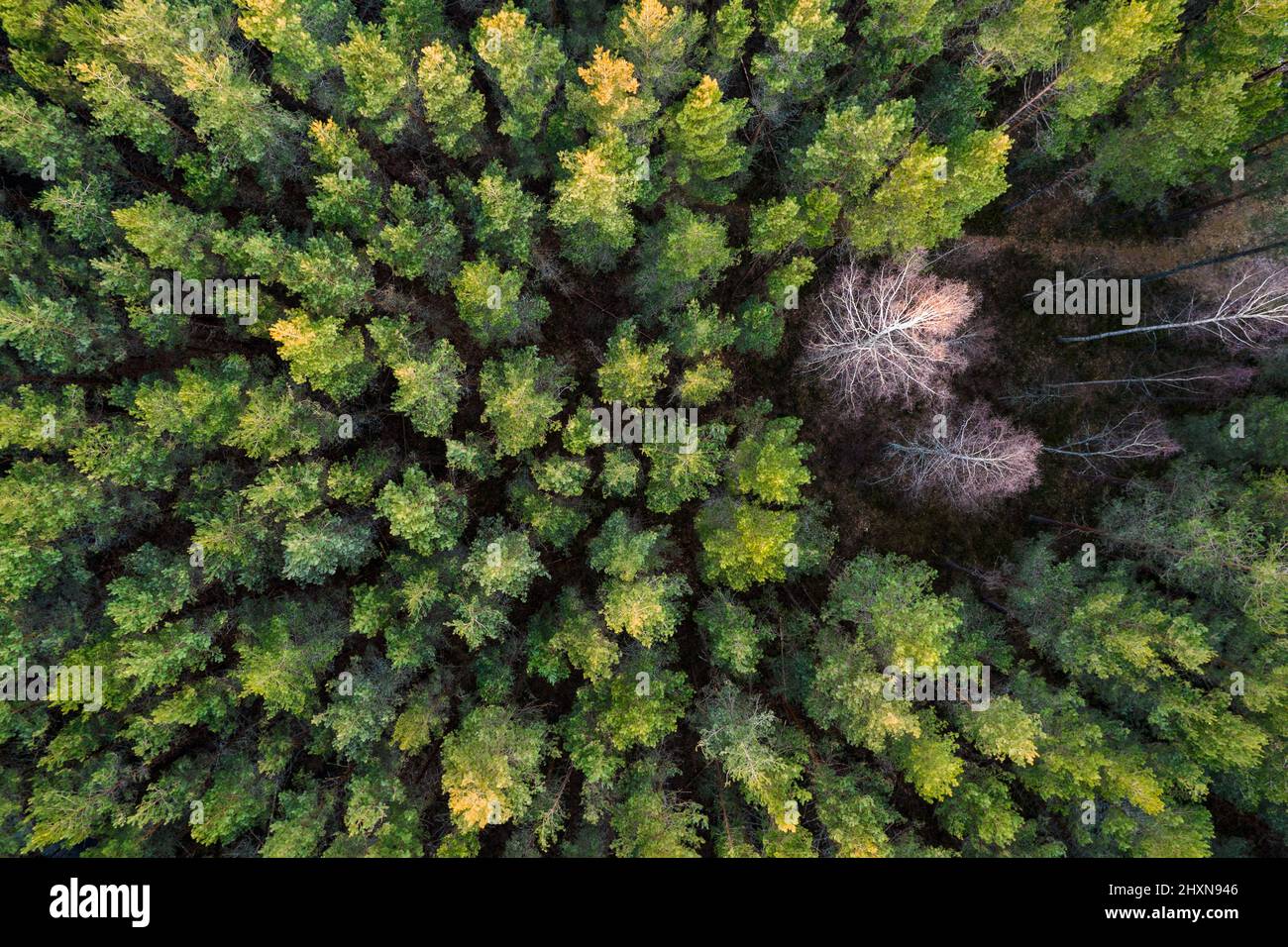 Drone aerial shot of green pine forests and spring birch groves with ...