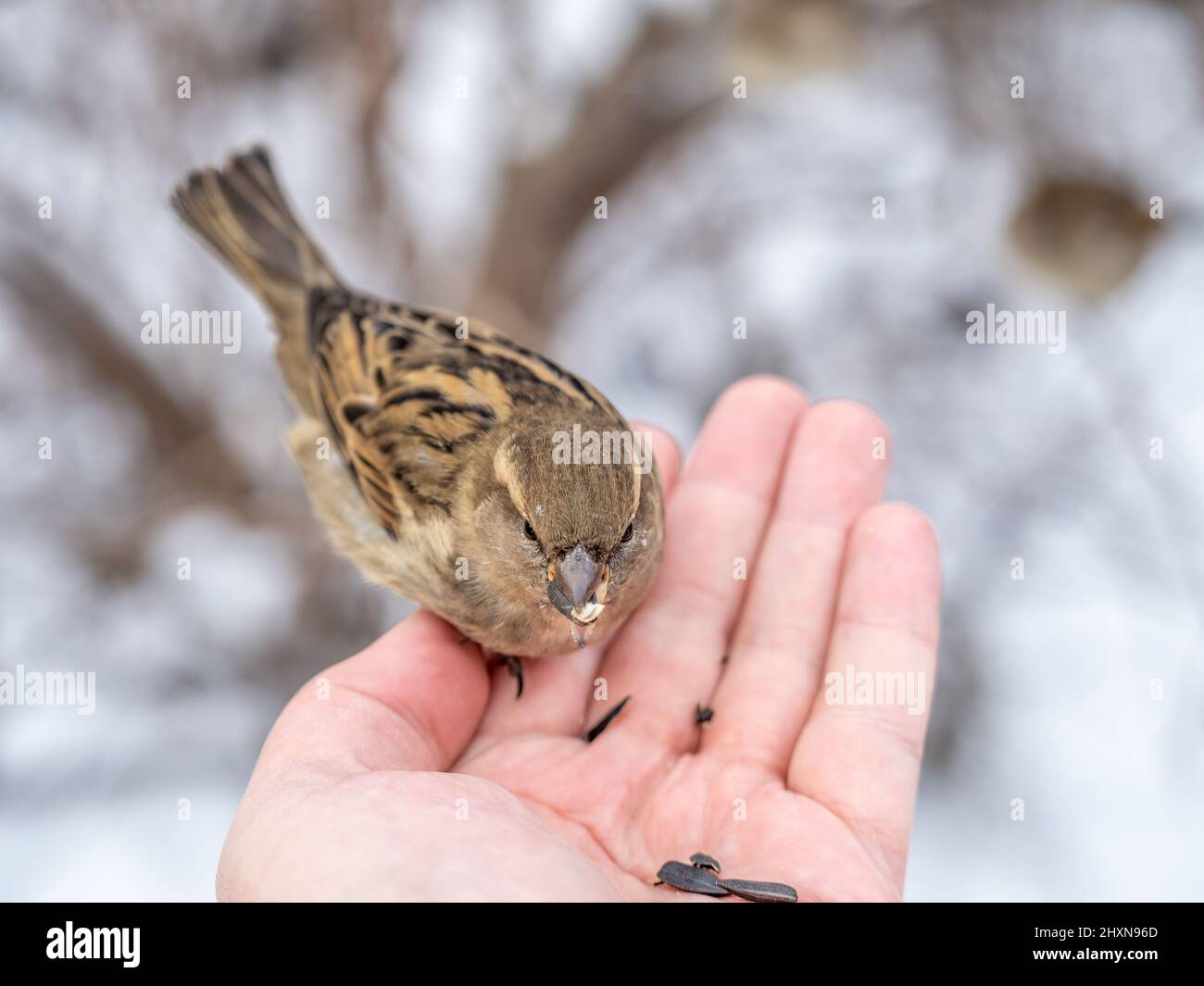 Sparrow eats seeds from a man's hand. A Sparrow bird sitting on the ...